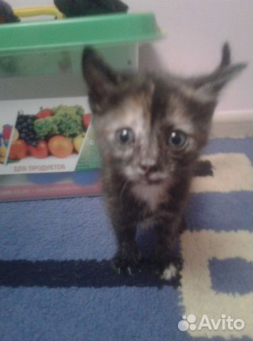 Отдам в хорошие руки трехцветного котенка, девочка