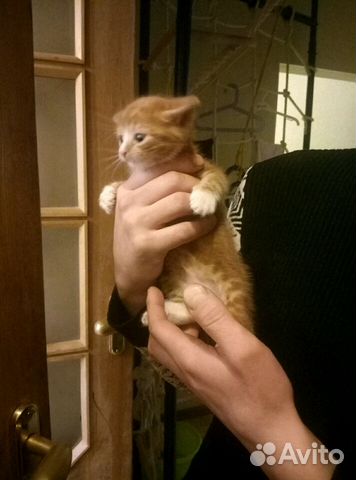 Котенок
