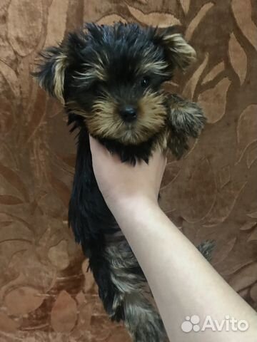 Прекрасные детки йоркширского терьера