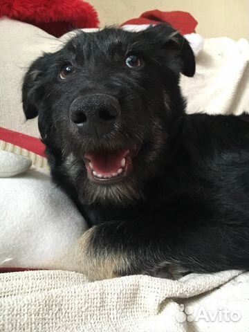 Стеша. Щенок 6 месяцев