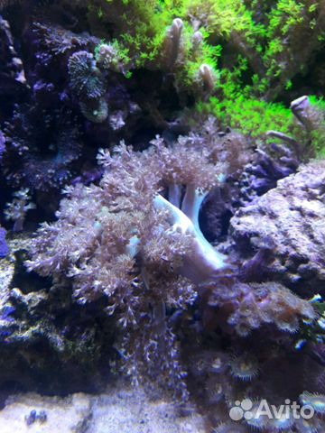 Capnella sp. (Кенийское дерево, Капнелла)