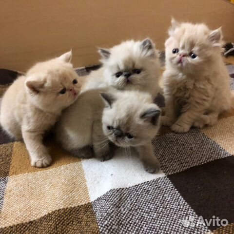 Продам экзотических котят