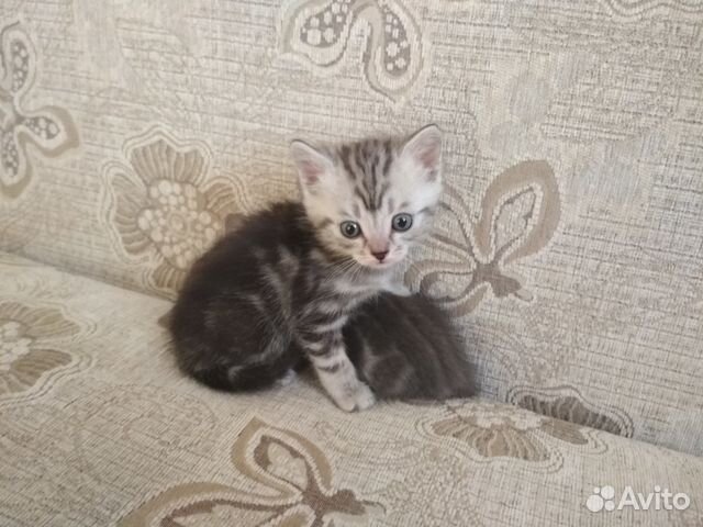 Котята породы Табби (мраморные и пятнистые)