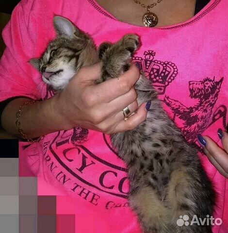 Крысоловка