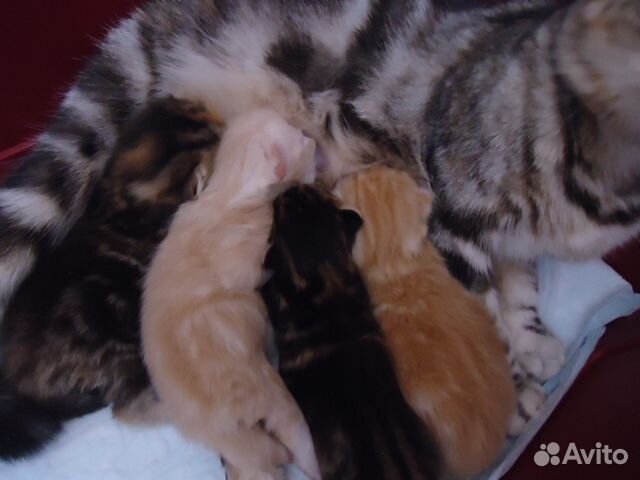 Шотладские малыши