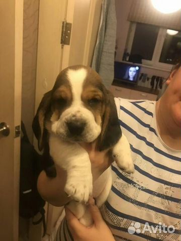 Щенки бассет хаунд