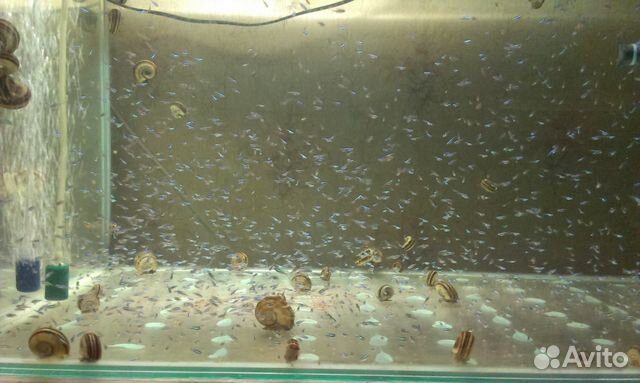 Неоны, тернеции, апистограммы, опт