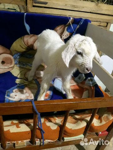 Козлик суточный