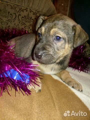 Милые щеночки