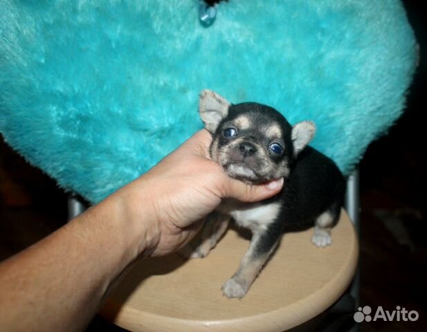 Чихуа куклена с подпалом