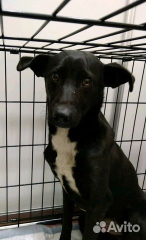 Щенок Сонечка в добрые руки