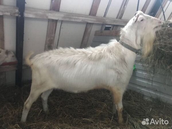 Козёл заненский на случку