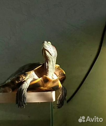 Продам красноухую черепаху