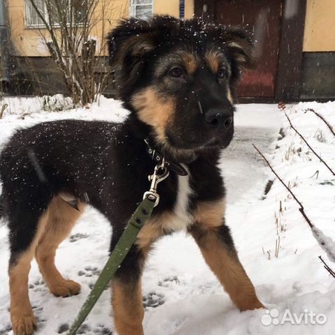 Немецкая овчарка