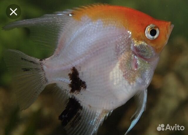 Скалярии, северумы, акары