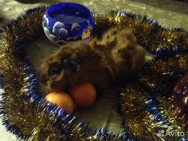 Свинки ам.тедди шоколад, абиссинцы калифорния