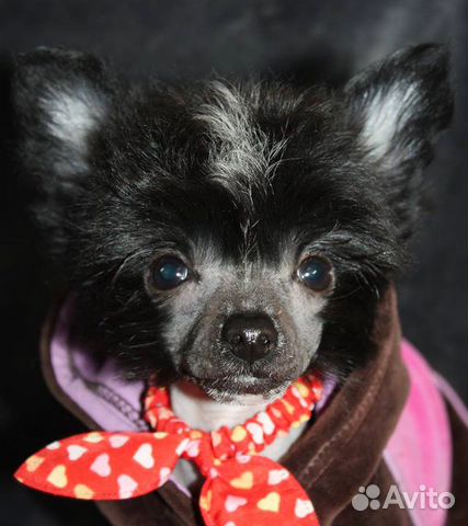 Щенки китайской собачки