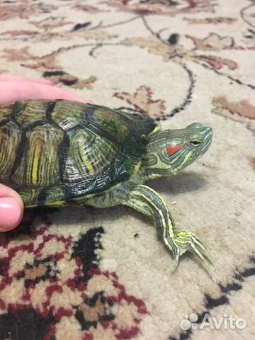 Черепаха