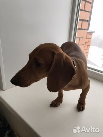 Отдам таксу в добрые руки