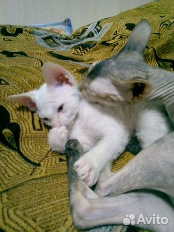 Котята