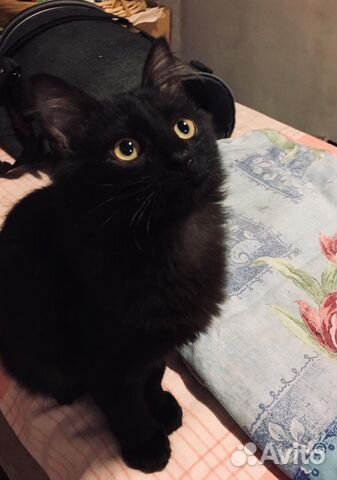 Котёнок в добрые руки