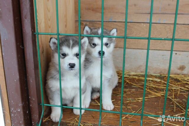 Аляскинский Маламут