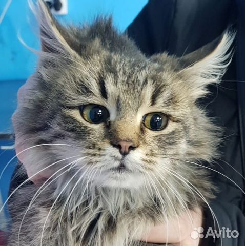 Ищет дом Рыся