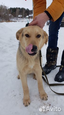 Ищет дом 6-месячный малыш