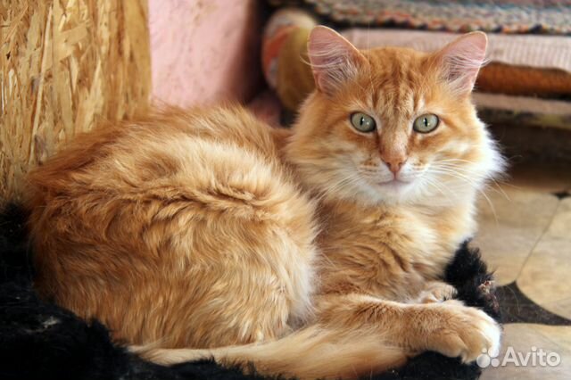 Мурзя неуловимый. Шикарный рыжий кот, 2-3 года