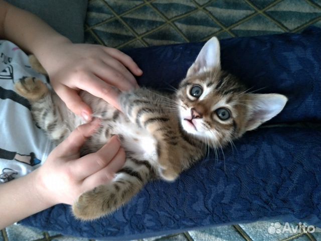 Котята полукровки (Бенгальцы)