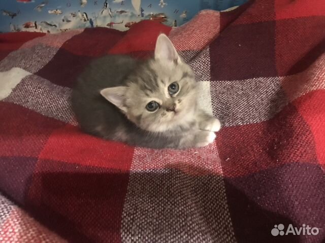 Плюшевое чудо