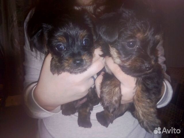 Продать собак