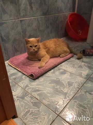 Британская кошка Бася,с медовыми глазами, ищет Дом