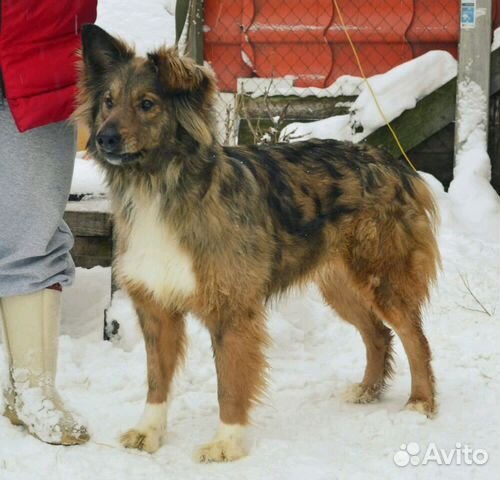 Метис Колли девочка 2года