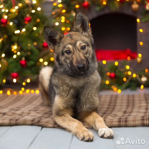 Щенок, 10 мес. метис овчарки в дар