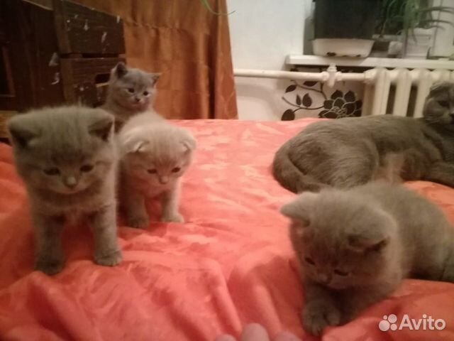 Очаровательные британские котятки
