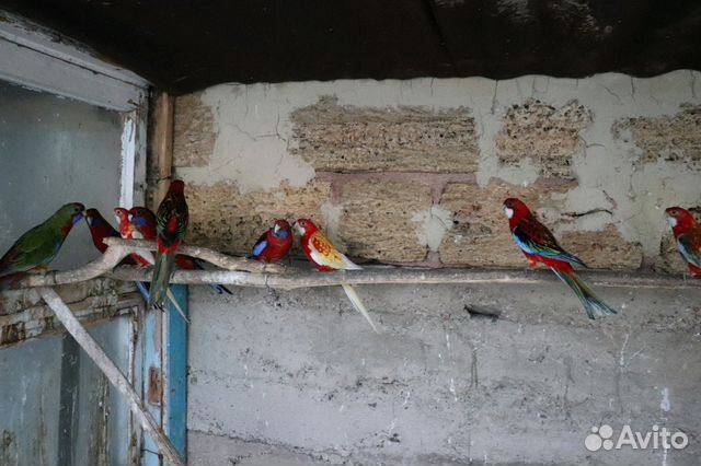 Пенанты,Розелла