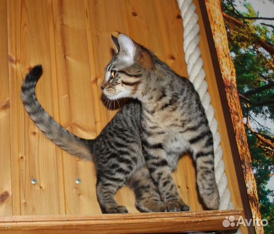 Котенок Саванна ф5 ждет лучших мам\пап