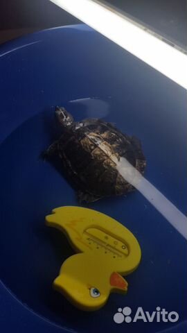 Подарю черепаху в добрые руки