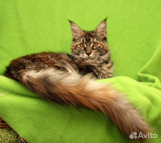 Крупная красотка