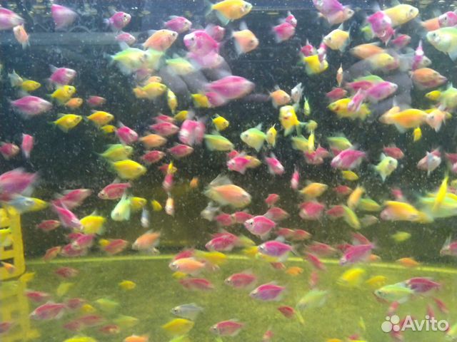 Аквариумная рыба Glo оптом и в розницу