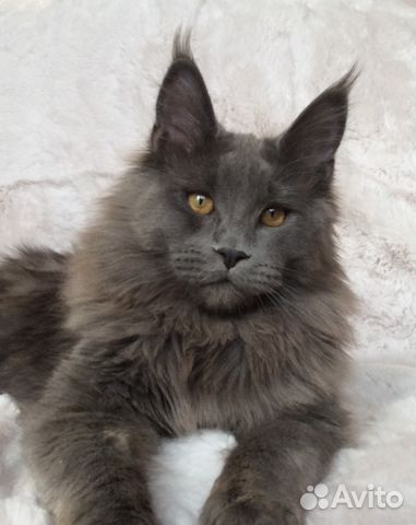 Кошечкаголубой солид 8 месяцев