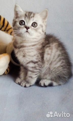 Сладенький котик