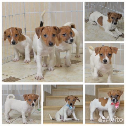 Джек Рассел-умная и веселая порода, 2-4 мес