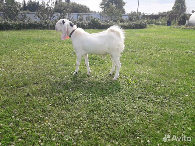 Продаётся козёл породы Битал