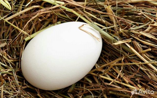 Яйцо инкубационное линдовского гуся лпх "чистое"