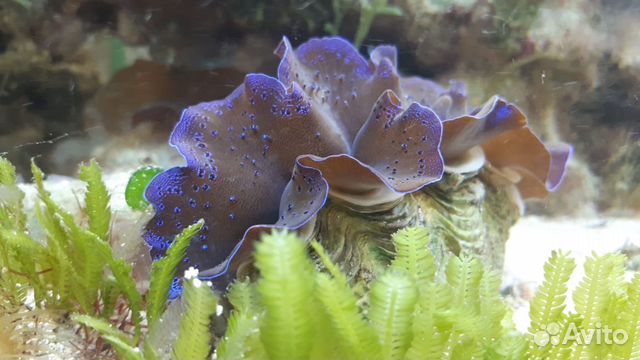 Кораллы живые