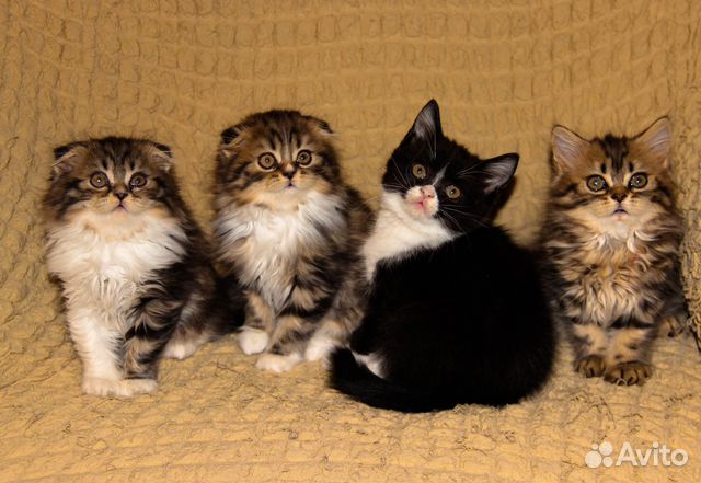 Настоящие шотландские котята