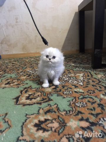 Шотландские котята