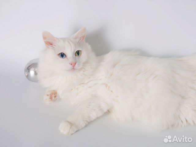 Белый разноглазый ангорский кот Лемур